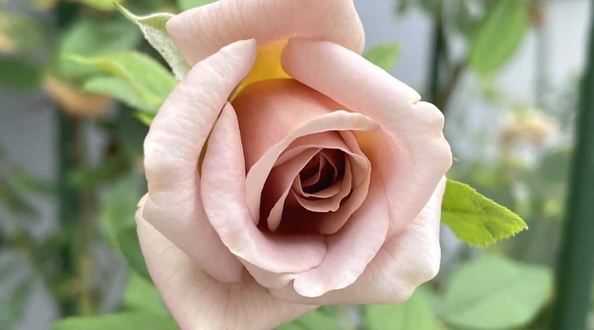 21 Neutral Colored Roses You Can Grow This Season