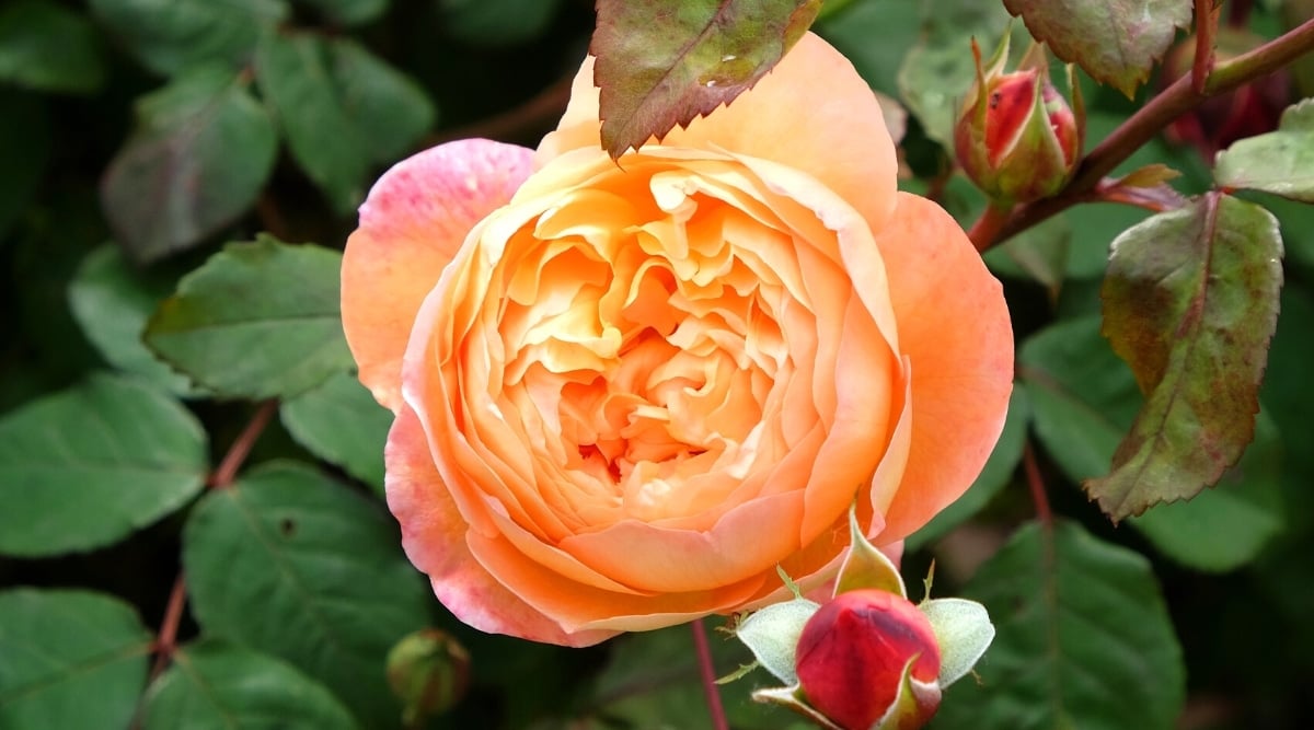 13 Beautiful Orange Rose Varieties for Vibrant Garden Color