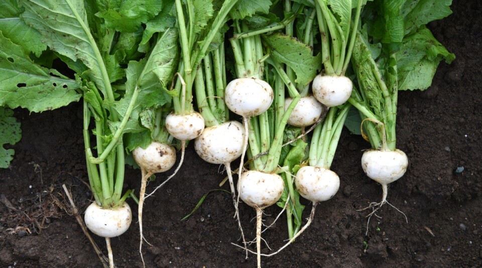 Sow these 19 Seeds with us in September!