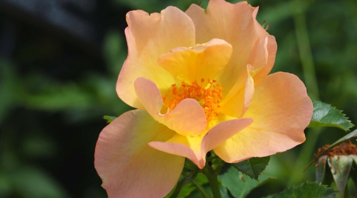 17 Different Varieties of Winter Hardy Roses For Cold Climates