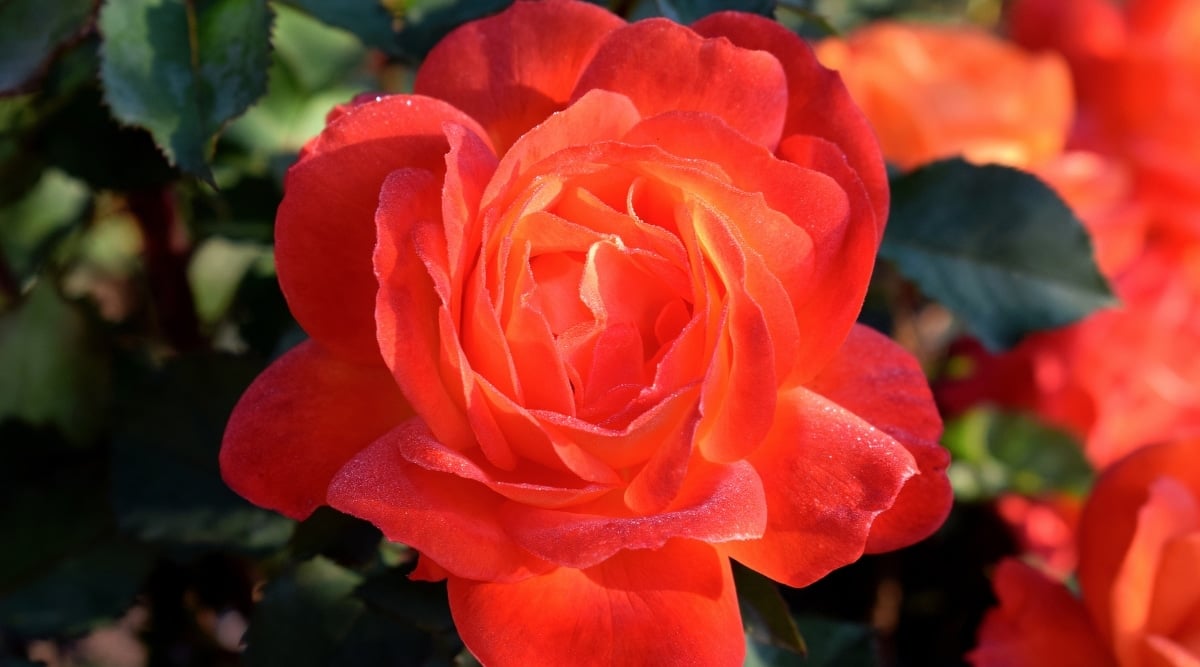 13 Beautiful Orange Rose Varieties for Vibrant Garden Color