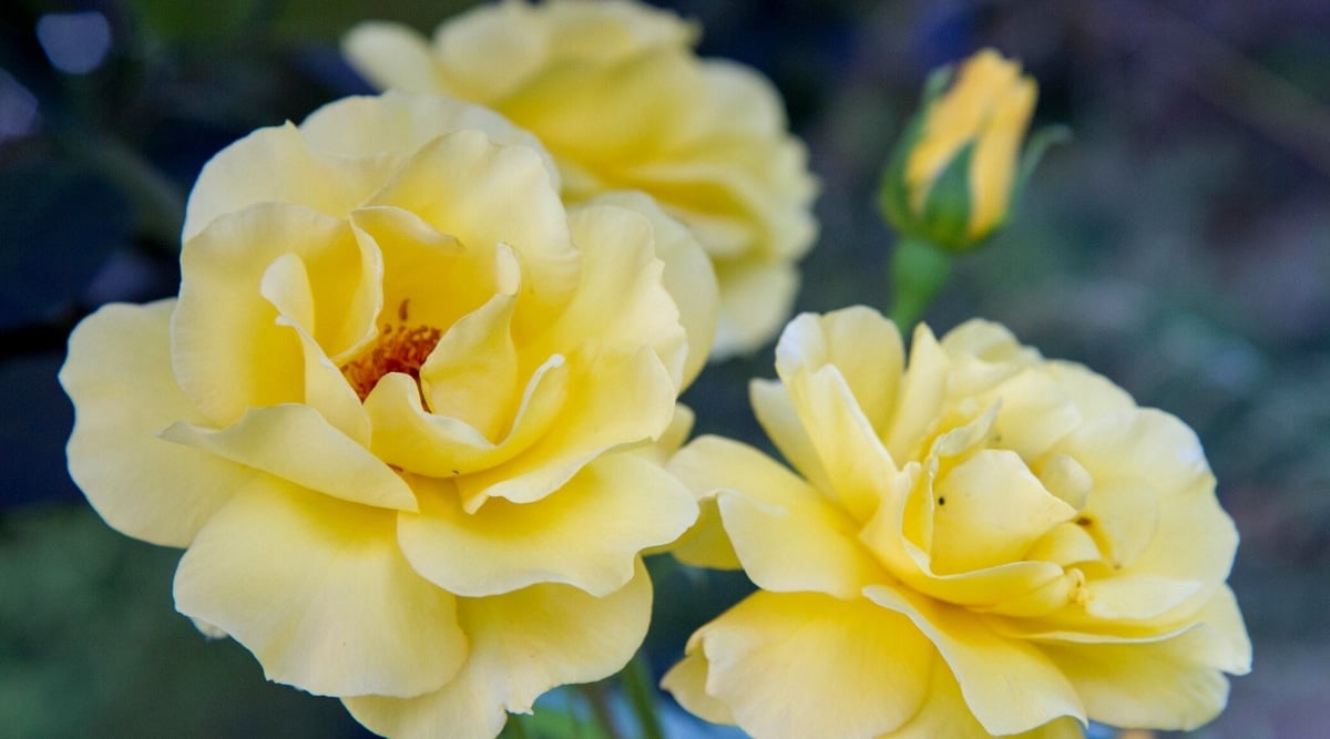 17 Beautiful Low Growing Ground Cover Roses