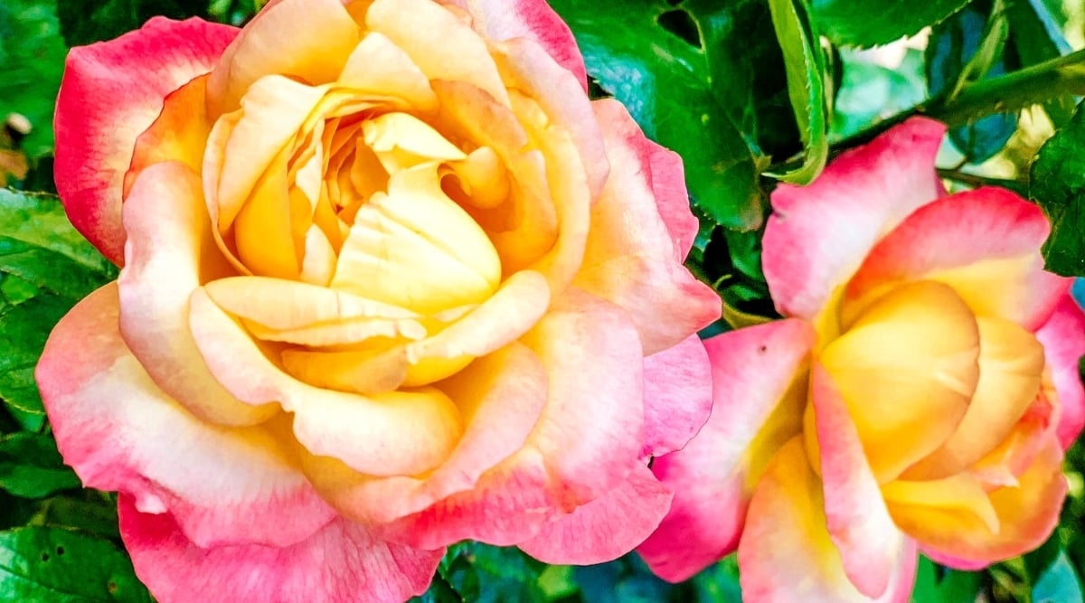 17 Beautiful Low Growing Ground Cover Roses