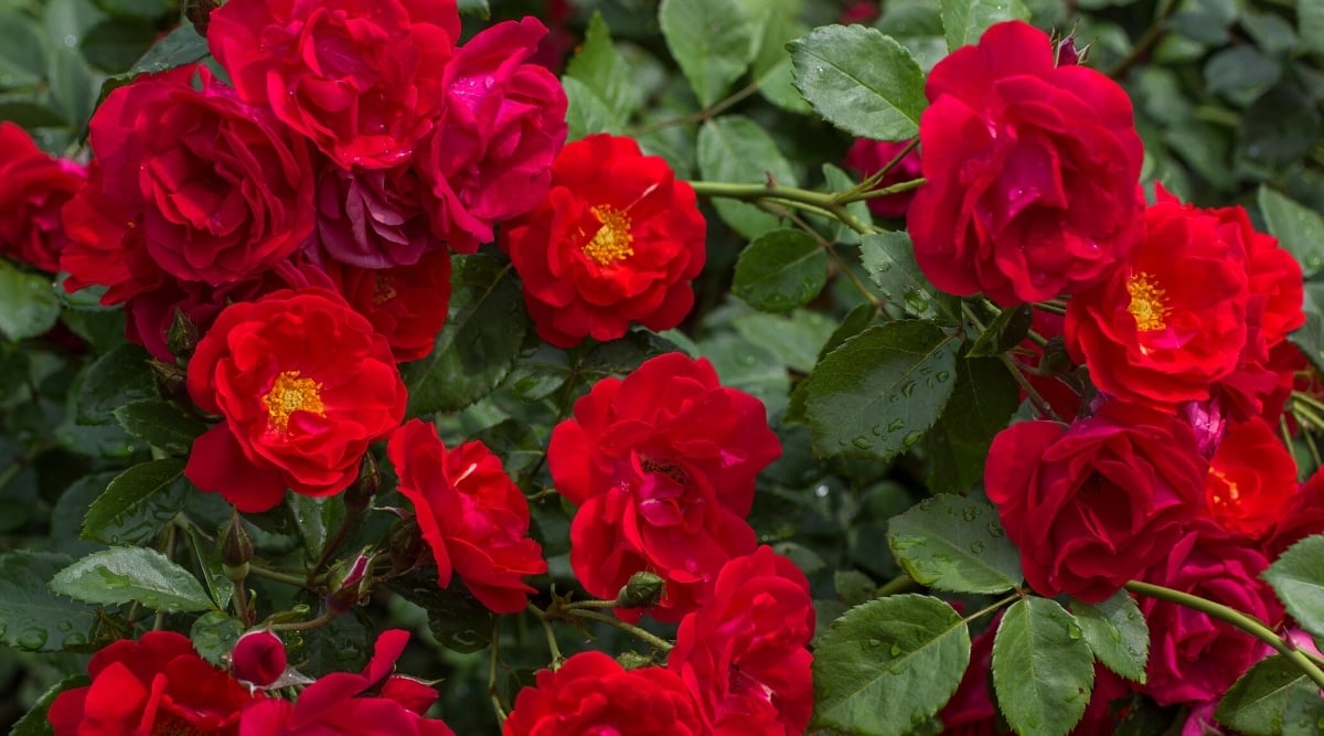 17 Beautiful Low Growing Ground Cover Roses