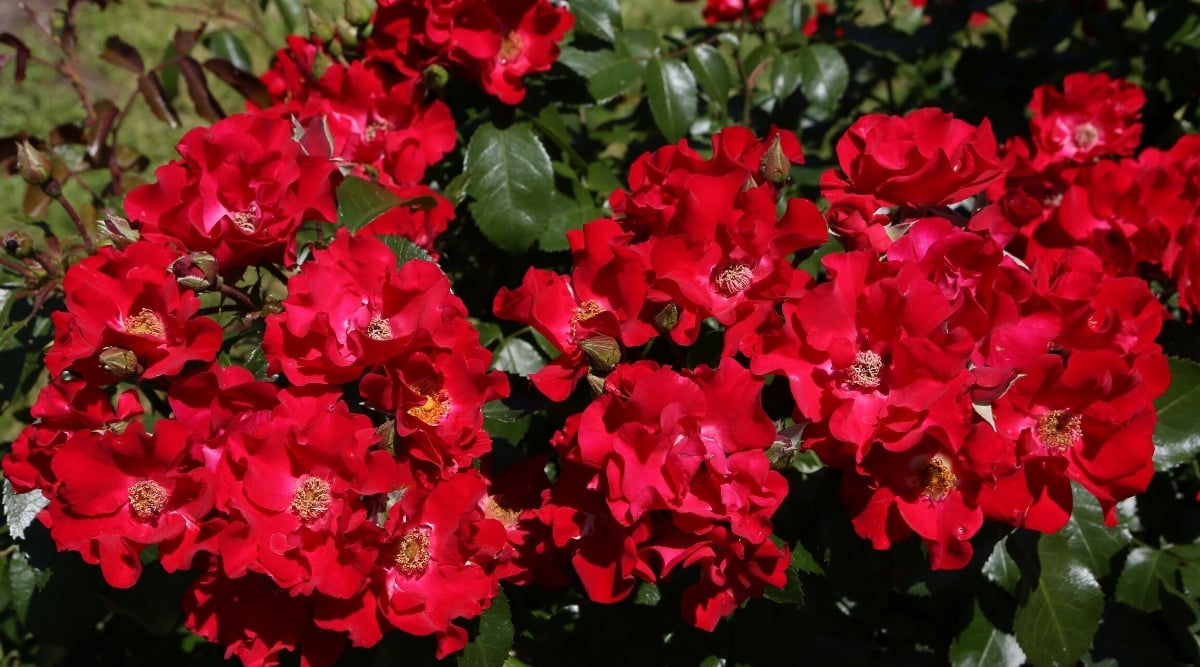 17 Beautiful Low Growing Ground Cover Roses