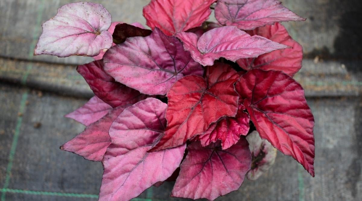 45 Houseplants With Red & Variegated Red Leaves