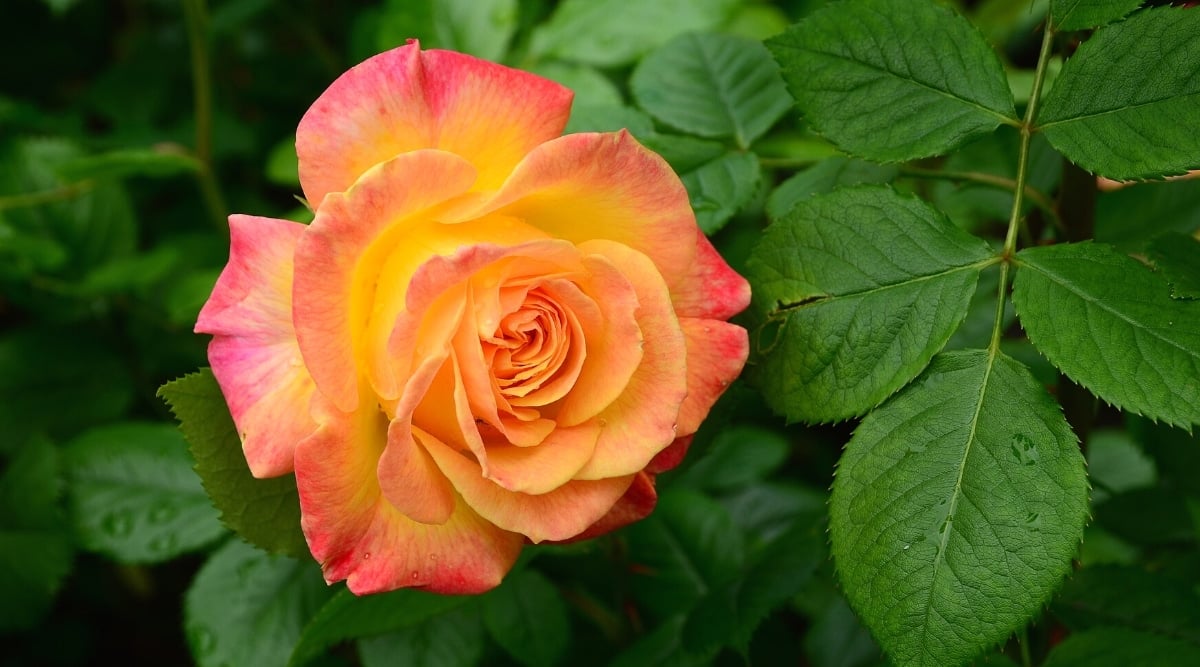 13 Beautiful Orange Rose Varieties for Vibrant Garden Color