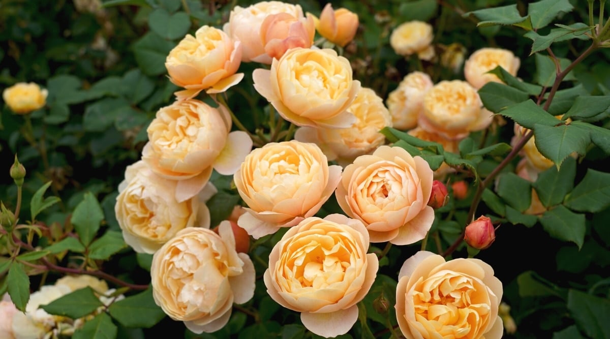 21 Low Maintenance Roses for Beginners