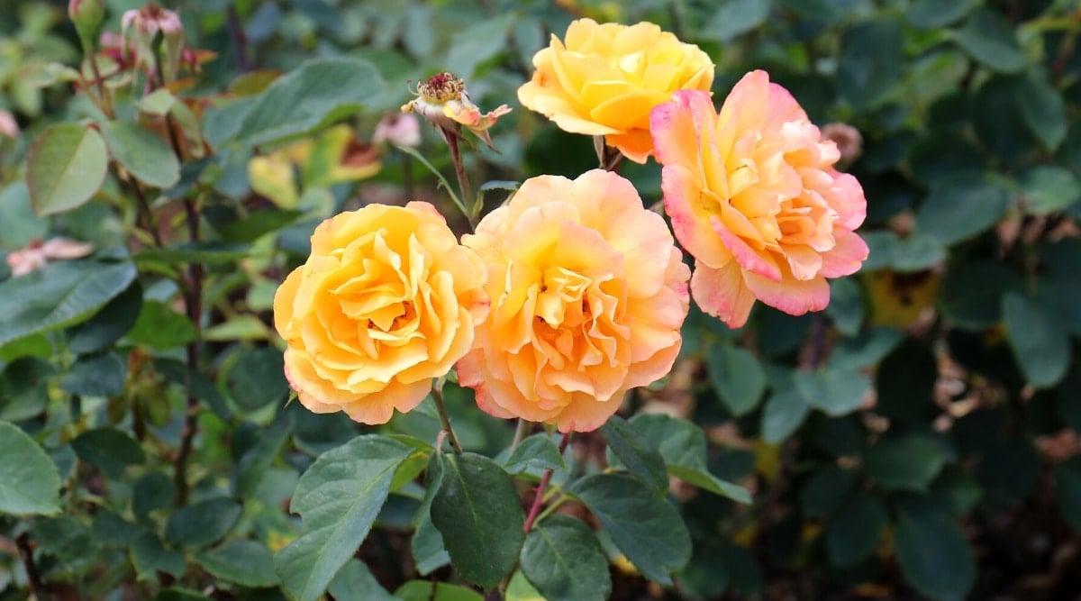 13 Beautiful Orange Rose Varieties for Vibrant Garden Color