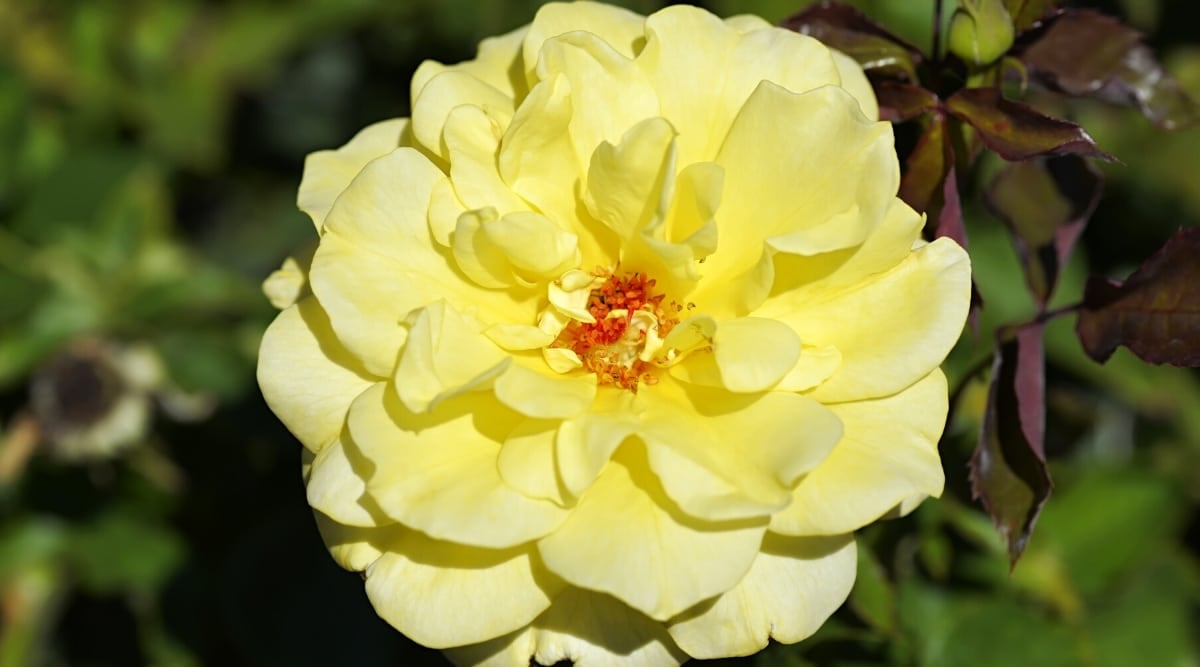 17 Beautiful Low Growing Ground Cover Roses