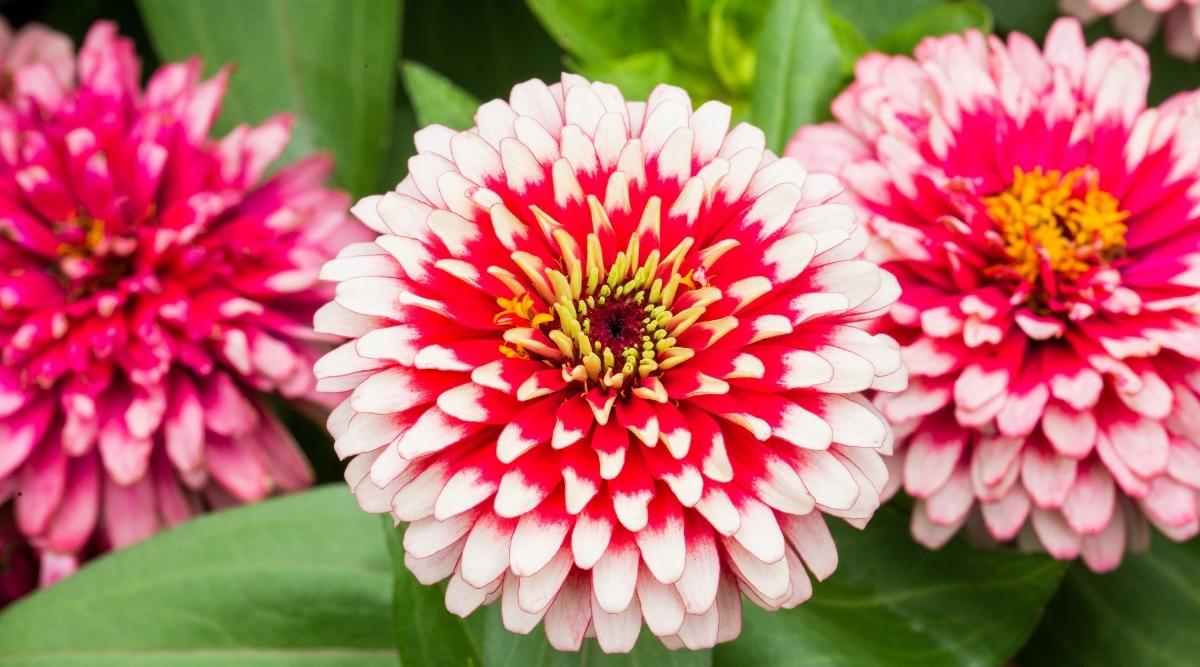 Zinnia Varieties: 21 Different Types of Zinnias