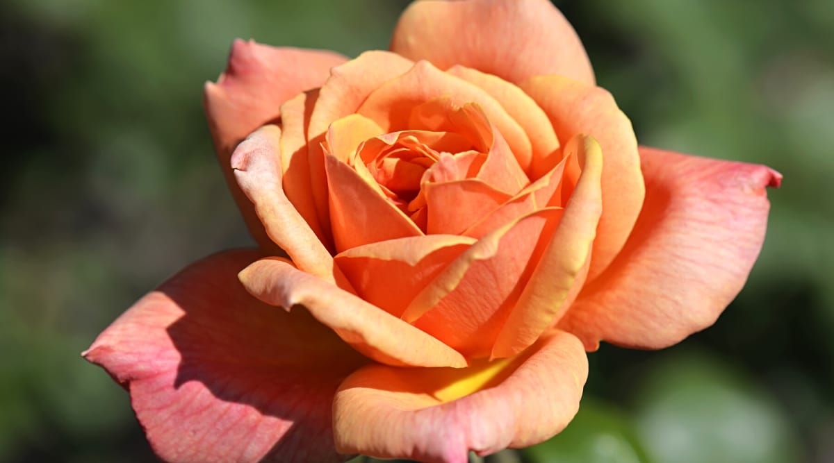 13 Beautiful Orange Rose Varieties for Vibrant Garden Color