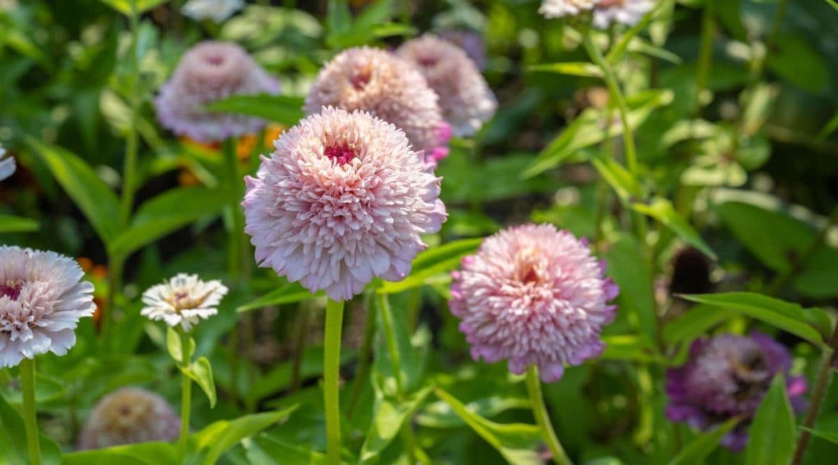 Zinnia Varieties: 21 Different Types of Zinnias