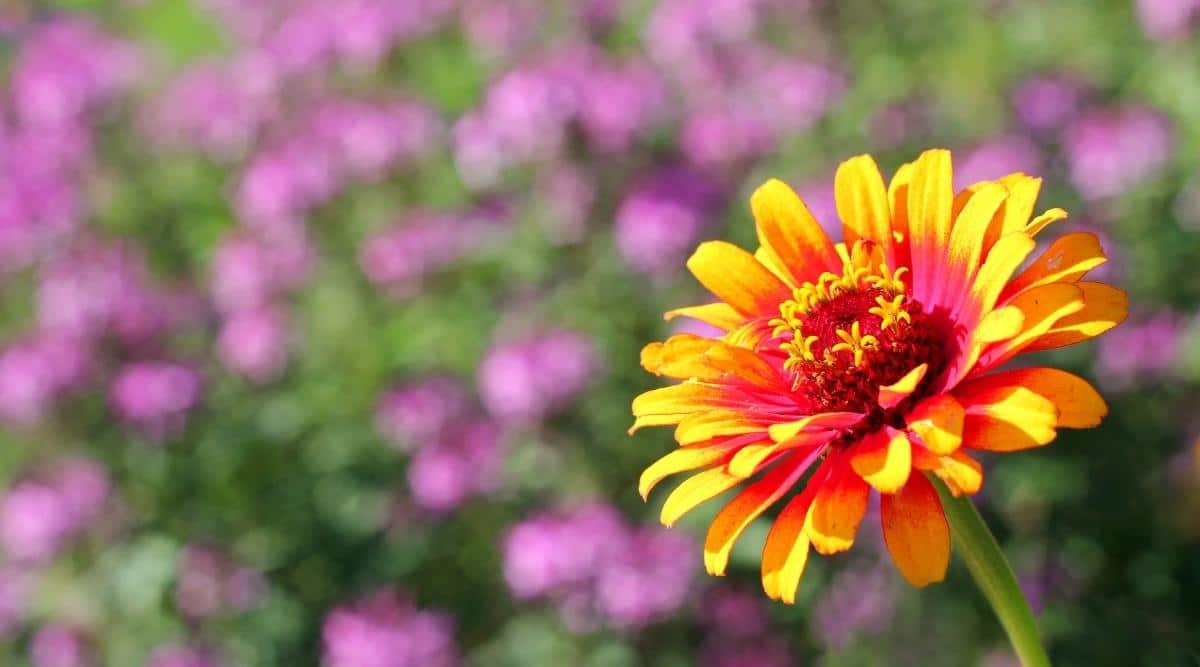 Zinnia Varieties: 21 Different Types of Zinnias