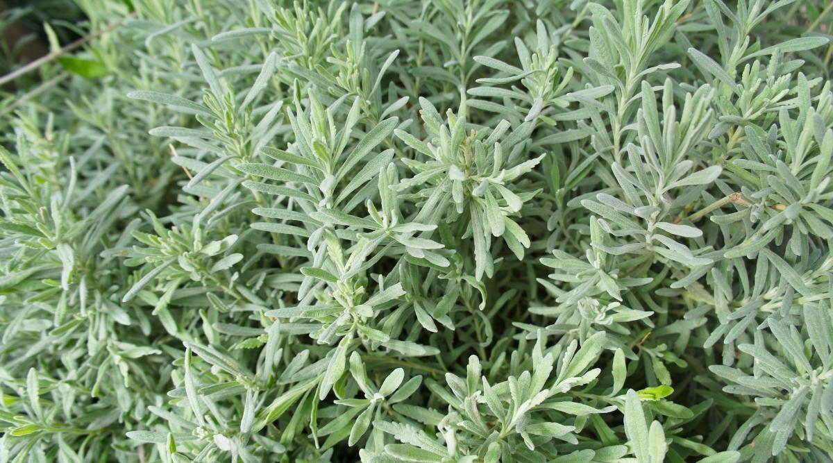 15 Dwarf Lavender Varieties You Can Grow in Compact Spaces