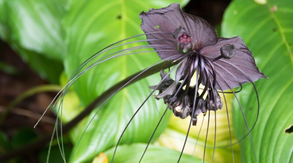 How to Plant, Grow, and Care for Bat Flower