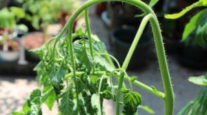 7 Signs You're Overwatering Tomatoes and How to Save Them