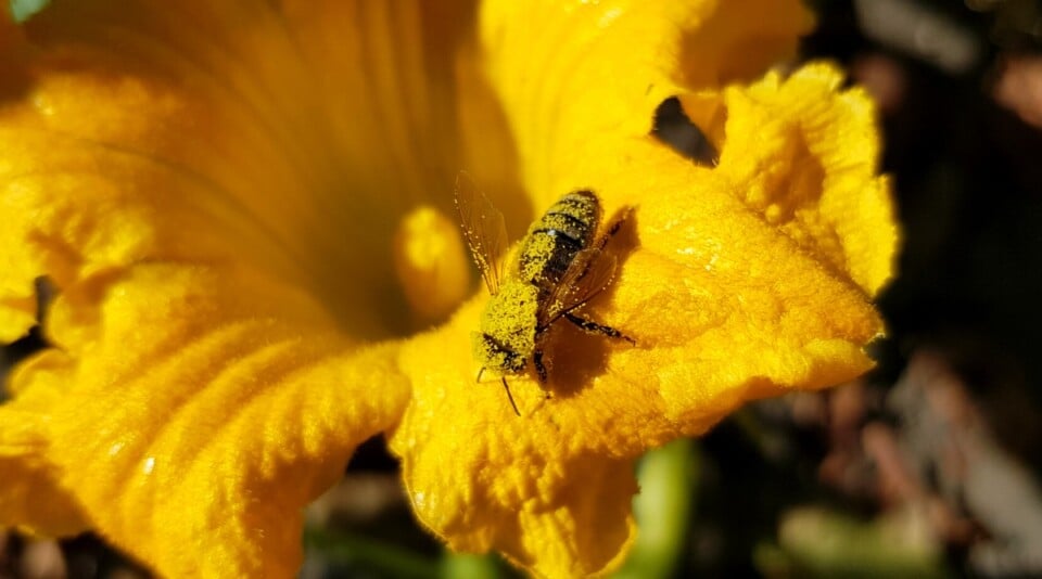Are Volunteer Squash Safe to Eat?