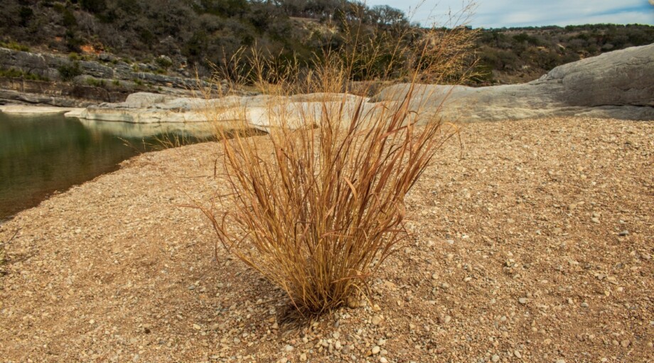 How to Plant, Grow, and Care for Little Bluestem