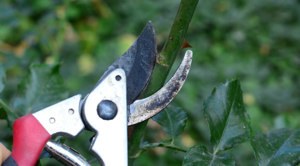 9 Fall Care Tips for Roses