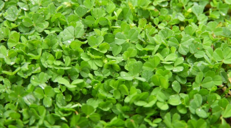 Does Microclover Make a Good Lawn Replacement?