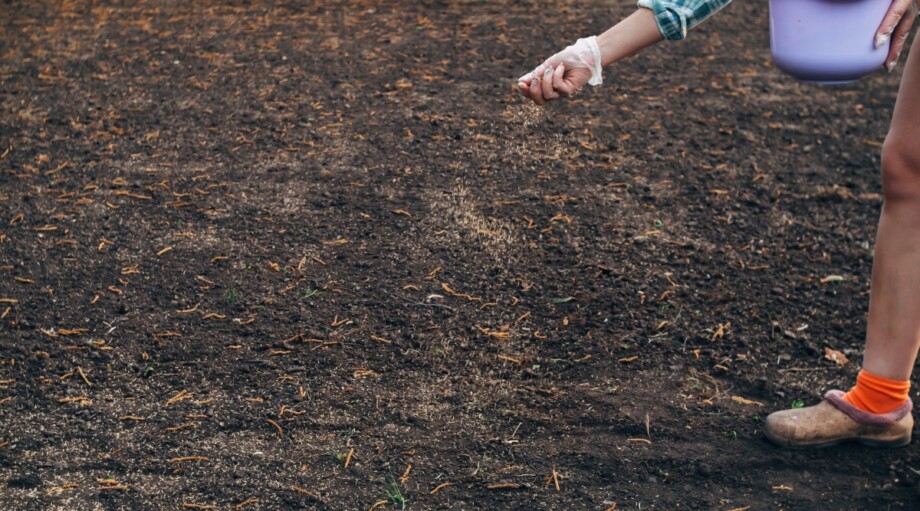 How to Plant, Grow, and Care for Meadow Rue