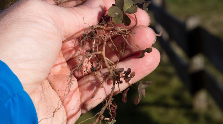 How Do You Control Plants that Spread by Rhizomes?