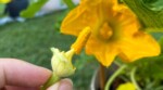How to Hand-Pollinate Squash