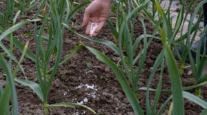 15 Garlic-Growing Mistakes to Avoid This Year