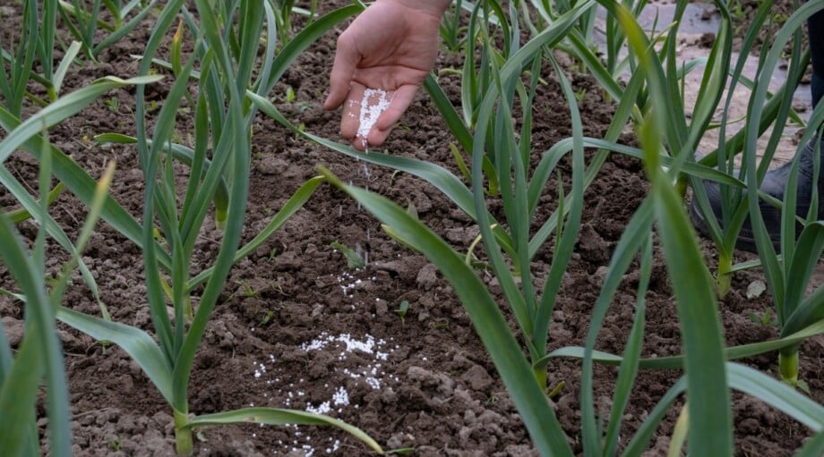15 Garlic-Growing Mistakes to Avoid This Year