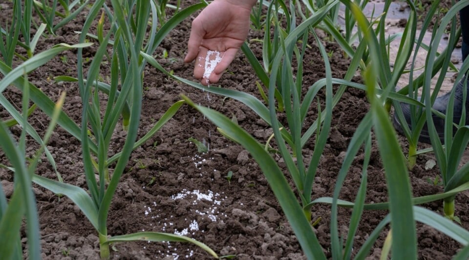 15 Garlic-Growing Mistakes to Avoid This Year