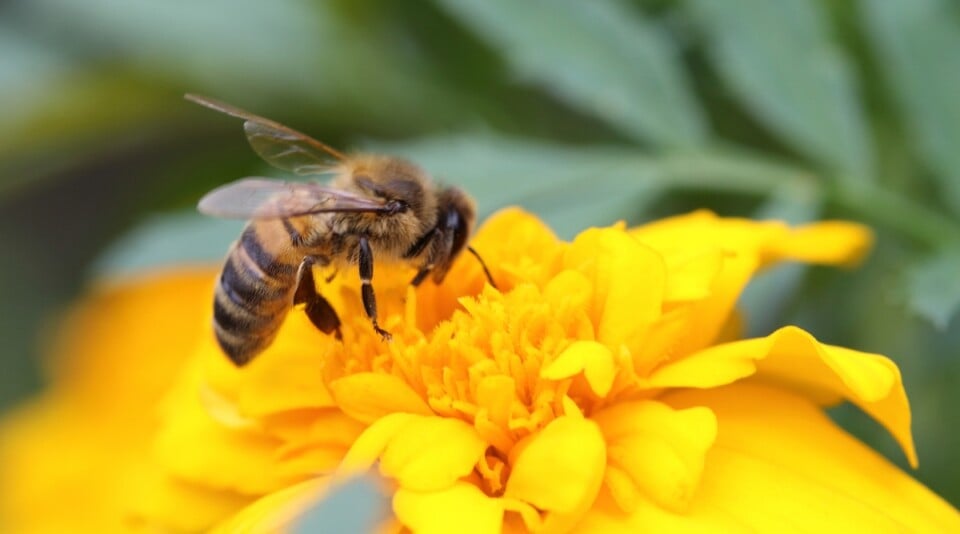 How to Build a Regenerative Garden