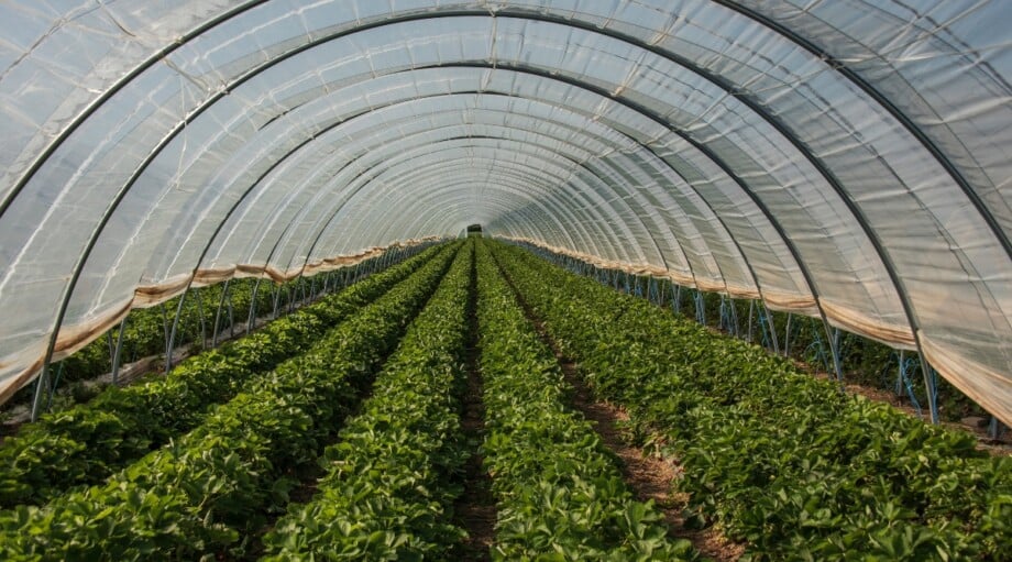9 Benefits of Growing in High Tunnels