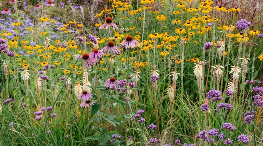 How to Grow Your Own Pocket Prairie in 9 Steps