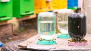 How to Create a Bee-Watering Station