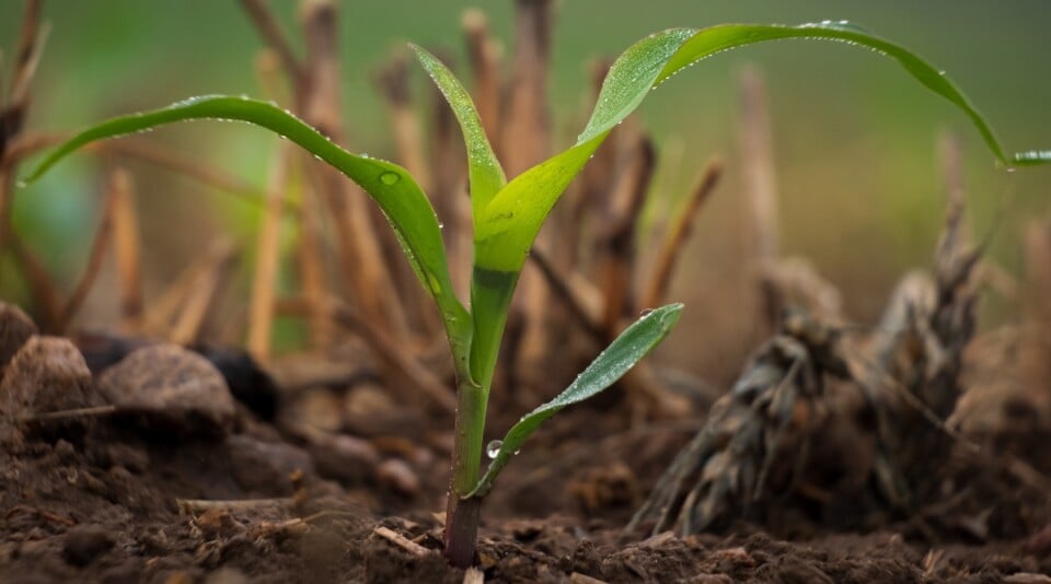 11 Benefits of No-Till Gardening
