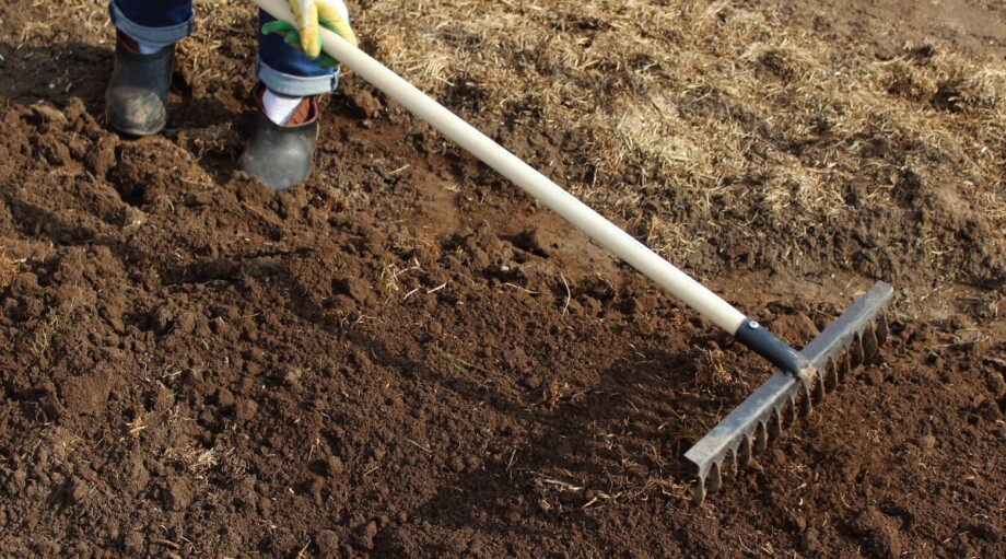 How to Grow Your Own Pocket Prairie in 9 Steps