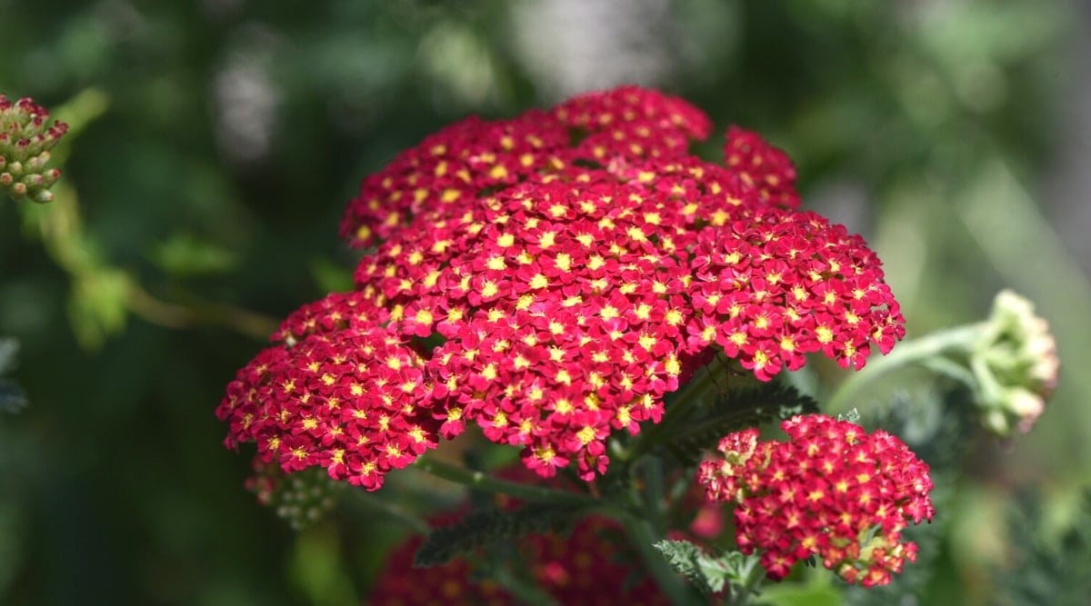 20 Different Plants With Tiny Flowers For Your Garden