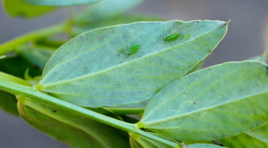 11 Types of Aphids Found in the Garden