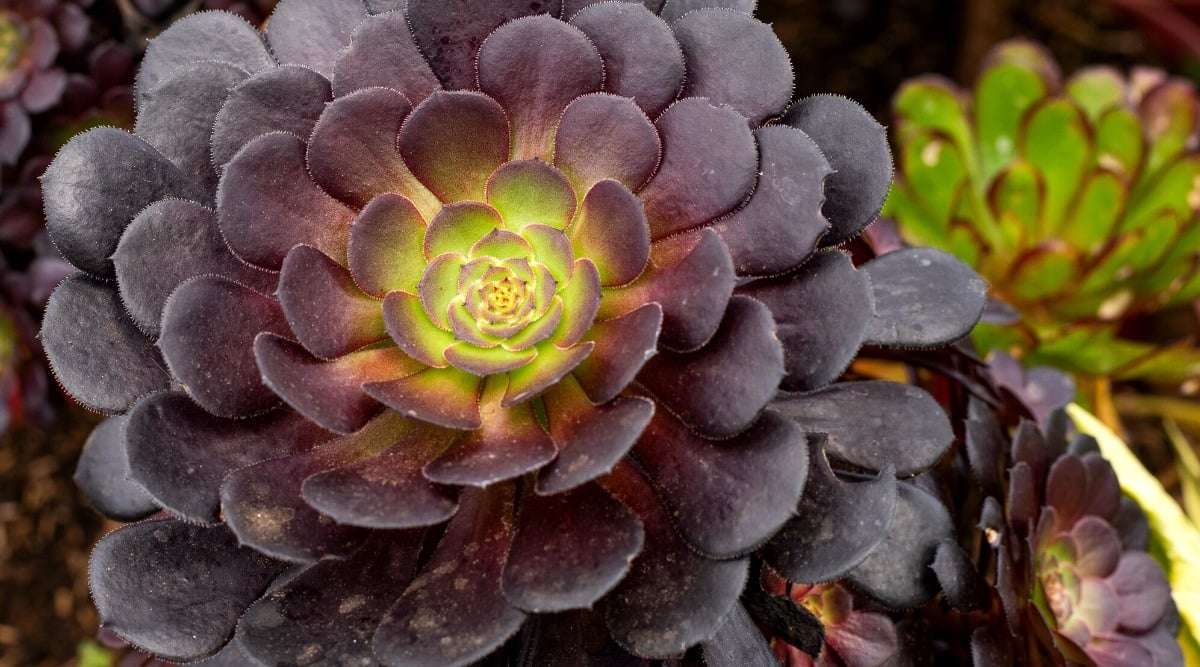 37 Different Types Purple Succulents With Names & Pictures