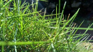 The 13 Best Grass Types for Your Lawn