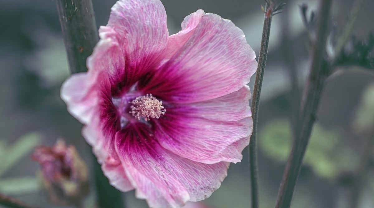 11 Pink Hollyhock Varieties With Names and Pictures