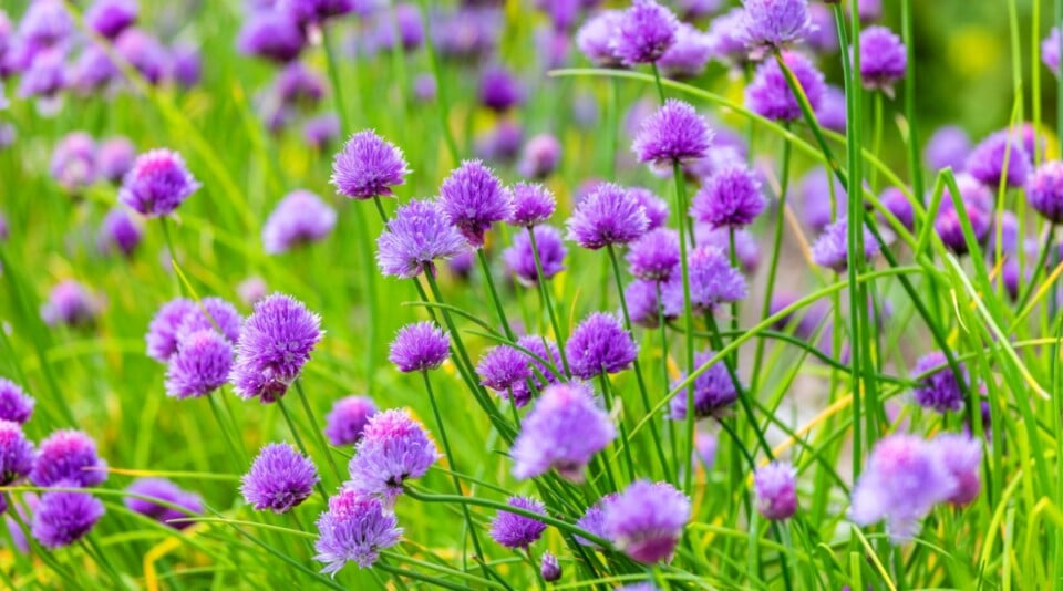 21 Easy Plants to Grow with Kids