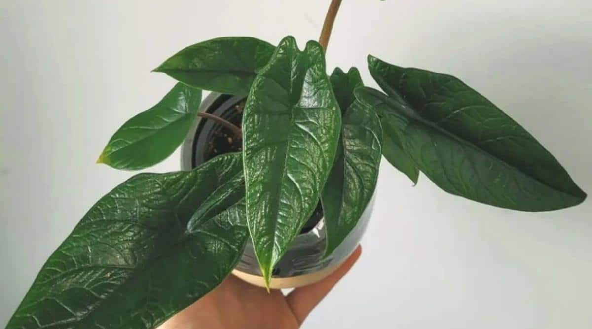 Types of Alocasia: 25 Different Alocasia Varieties