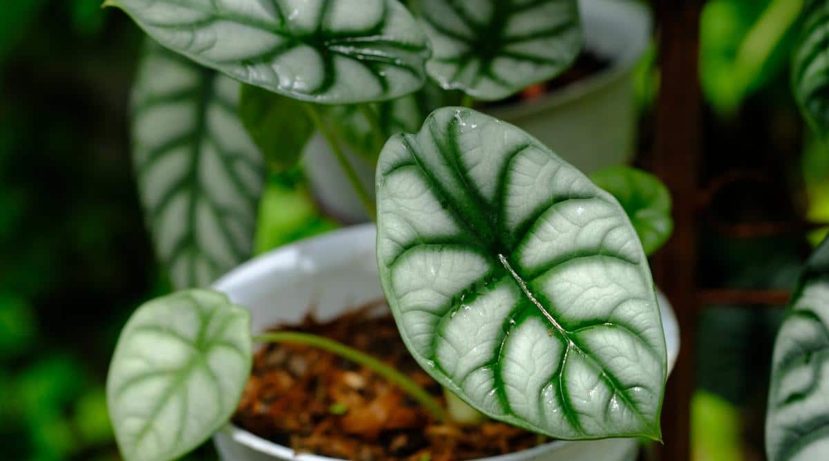 Types of Alocasia: 25 Different Alocasia Varieties