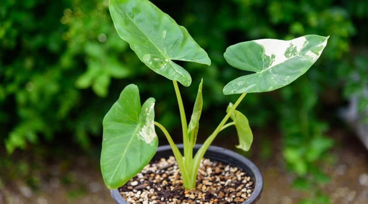 Types of Alocasia: 25 Different Alocasia Varieties