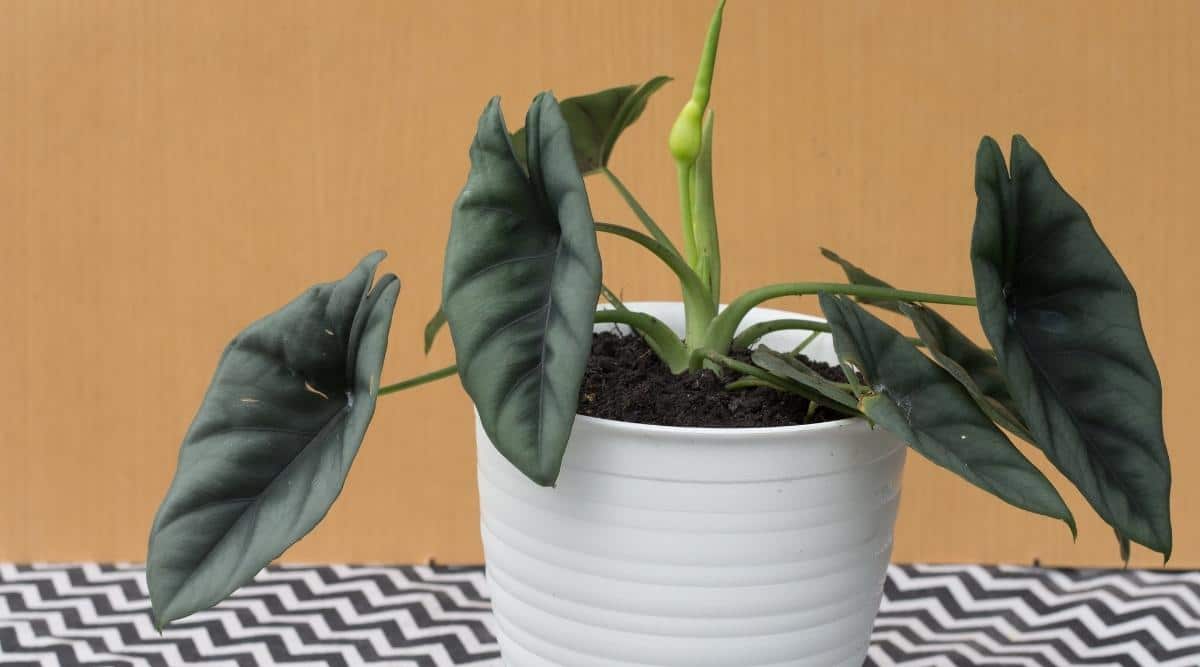 Types of Alocasia: 25 Different Alocasia Varieties