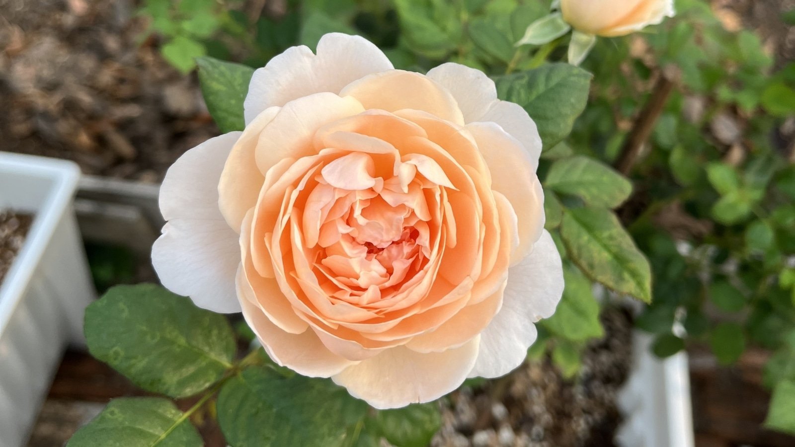 17 Roses That Will Flourish in Southern Gardens