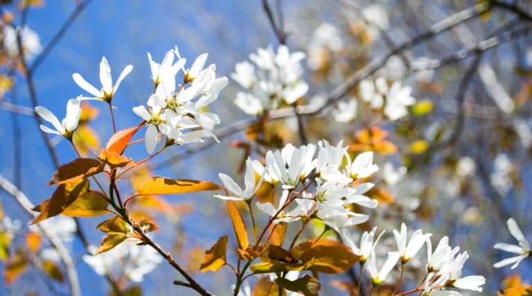 21 Trees With Spectacular Fall Color