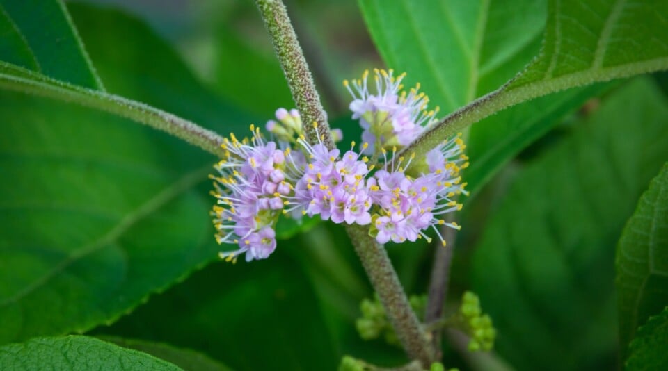 Top 21 Shrubs for Pollinators